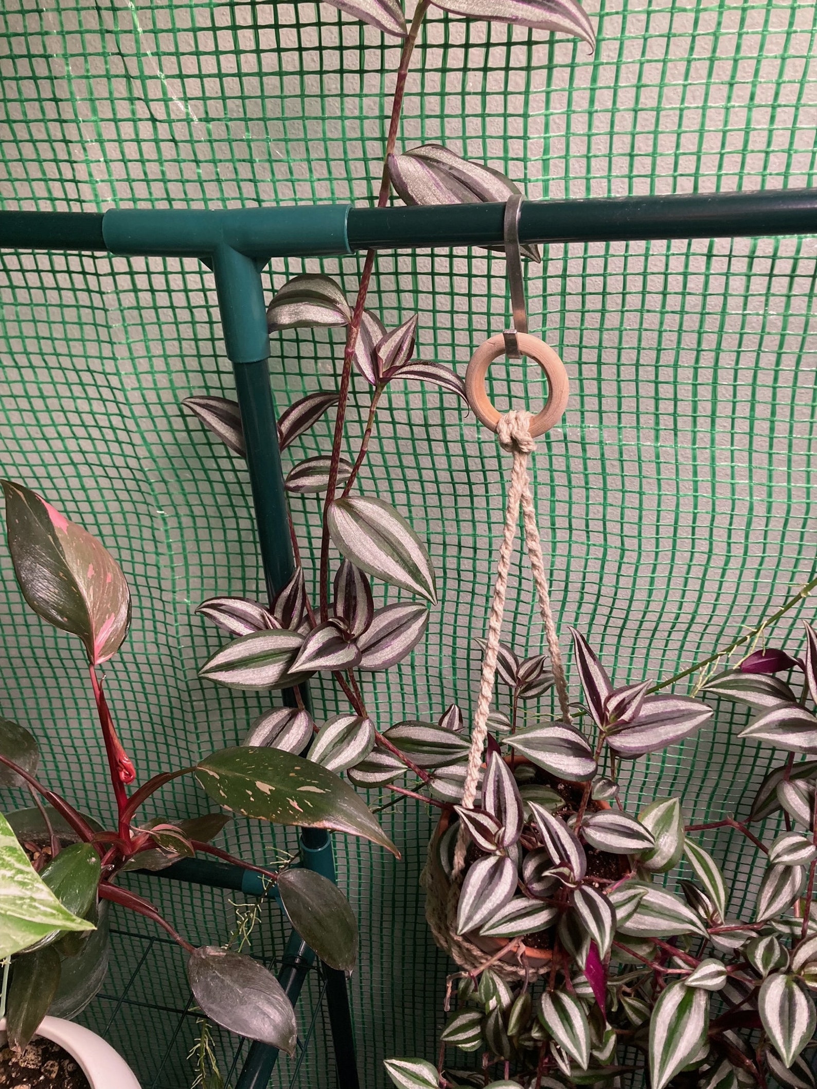 Ten Assorted Houseplant Cuttings: Pothos, Snake, Hoya, Spider, Inch ...