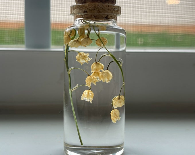 3 Dried Lily of the Valley Herbarium, Glass Bottle Decoration ...