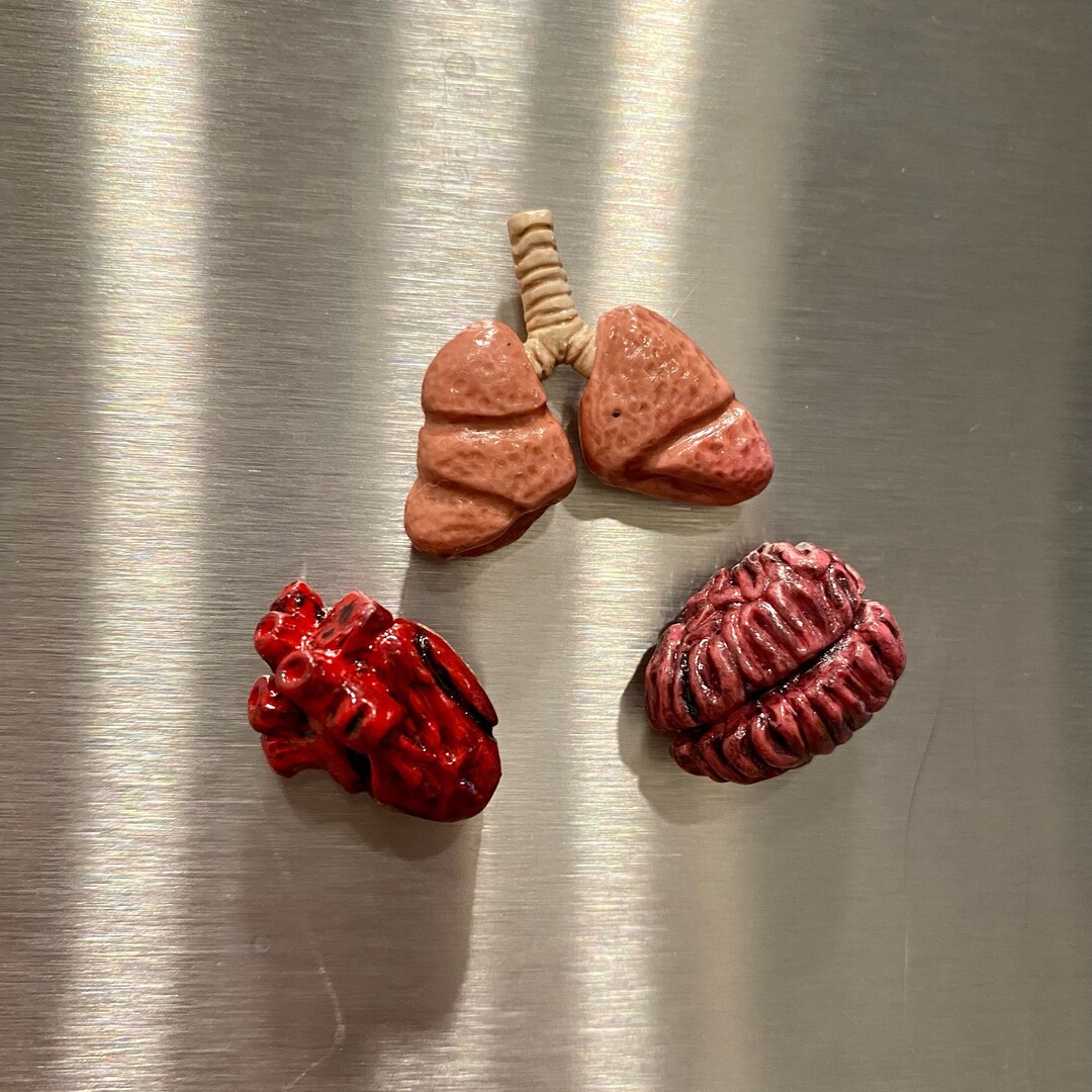 Polymer Clay Mini Anatomical Heart Lungs and Brain - Etsy