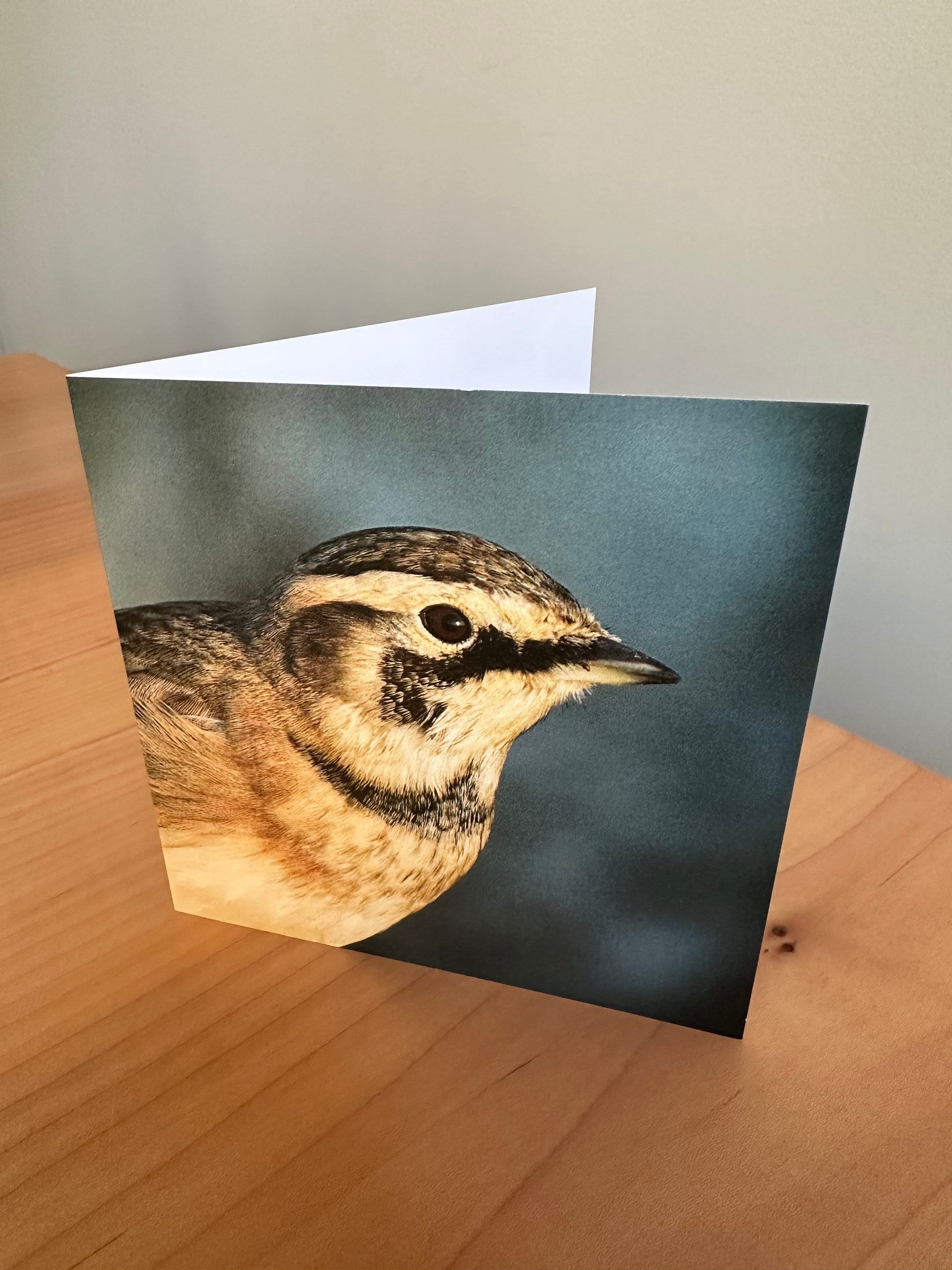 Songbird Square Blank Portrait Cards Warbler Lark and - Etsy