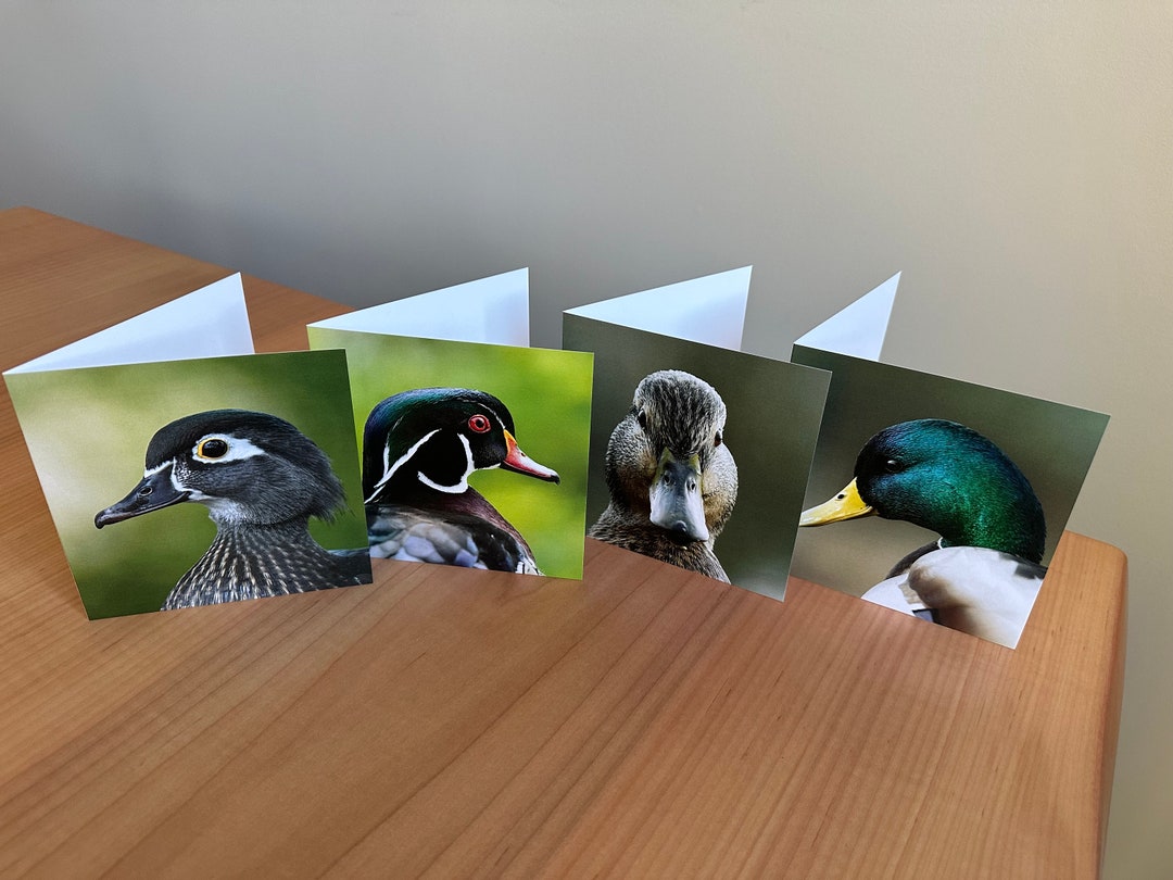 Duck Pairs - Wood Ducks and Mallards Square Blank Photo Cards - Etsy