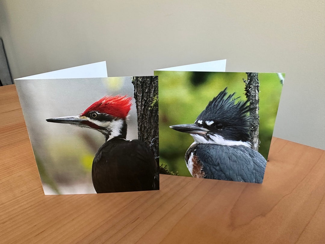 Wild Bird Square Portrait Cards - Pileated Woodpecker and Belted ...
