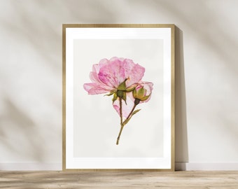 Pressed Flower Rock Rose Pink Digital Download Wall Art/ Home Decor - Etsy