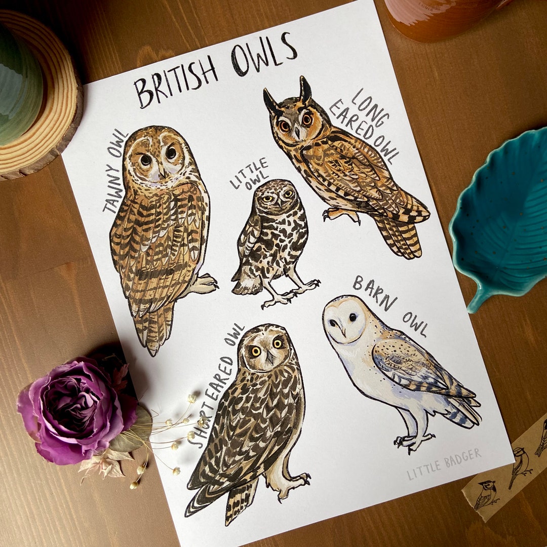 British Owls PRINT | Bird Art Print | Bird Identification Poster Print ...