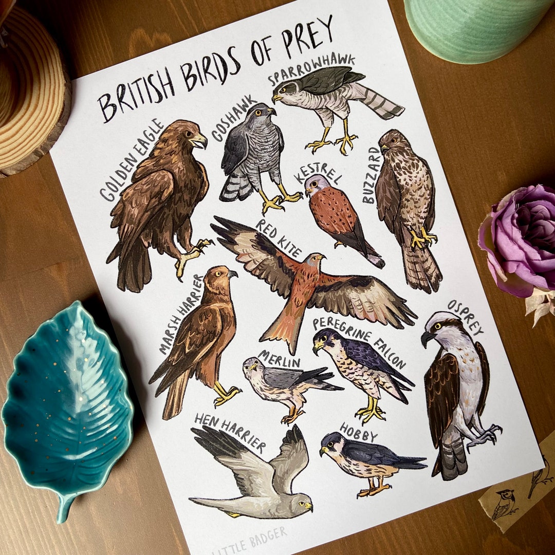 British Birds of Prey PRINT | Bird Art Print | Bird Identification ...
