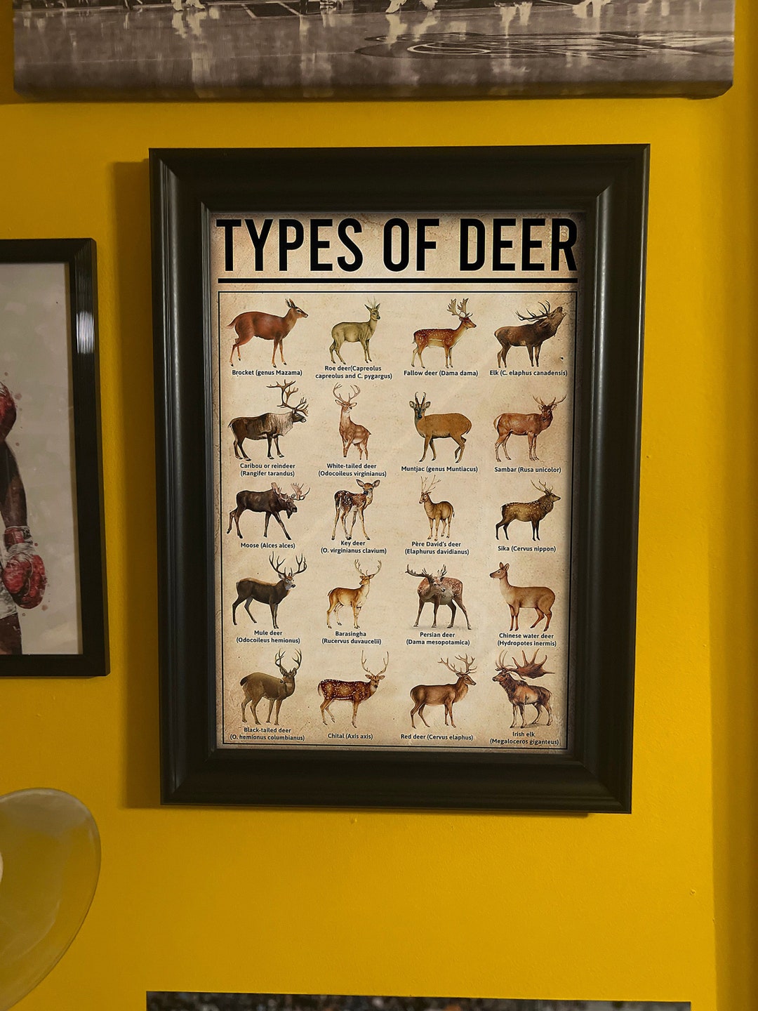 Types of Deer Poster Deer Collection Home Living Decor Deer - Etsy