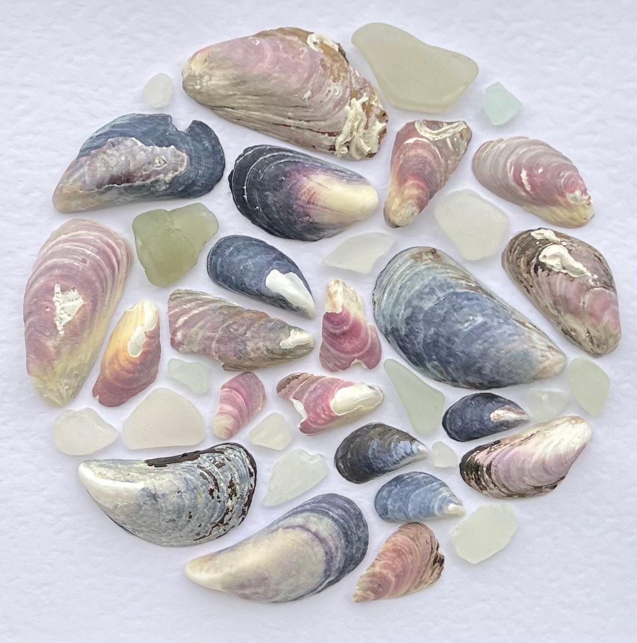 Circle Pink and Purple Mussel Shell Art, Coastal Decor. Beach Theme ...