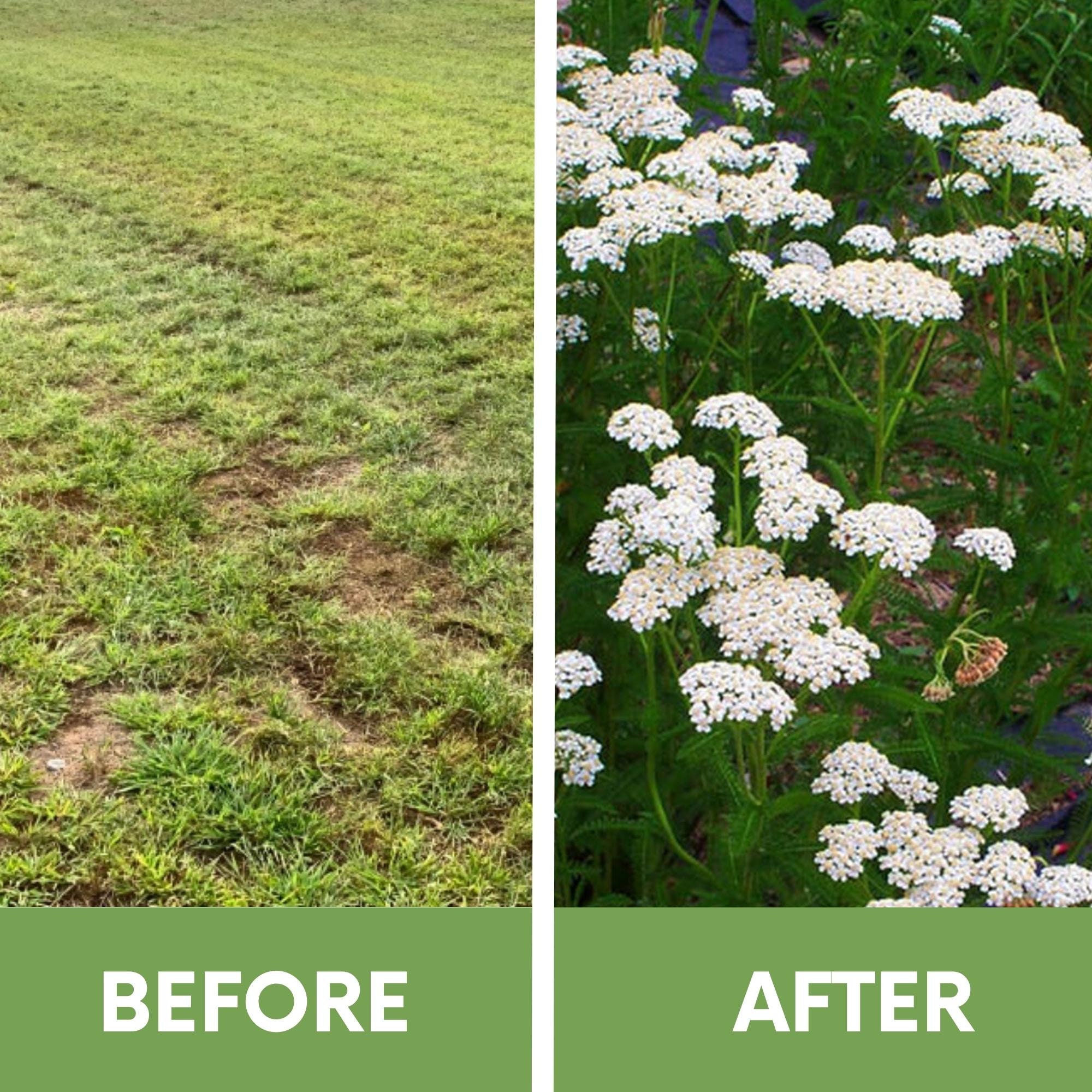 White Yarrow Flowering Lawn Seed: Pollinator Friendly Grass Alternative ...