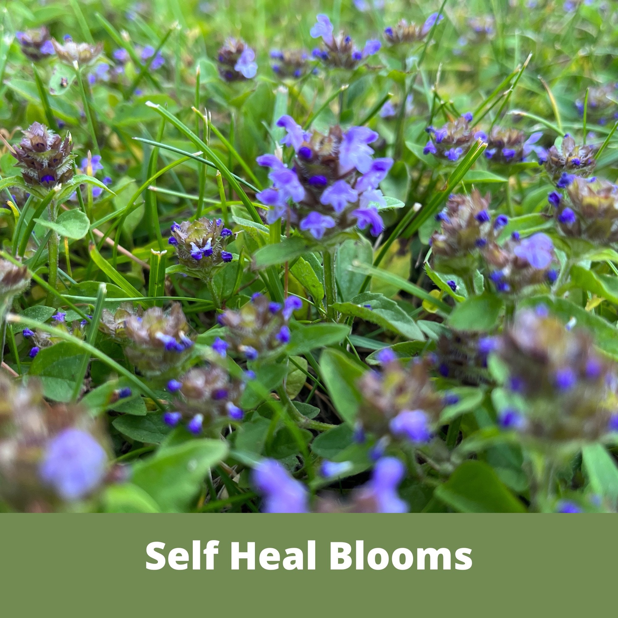 Flawn Seed Self-heal heal-all Flowering Lawn Seed Easy to Use, Kid, Pet ...