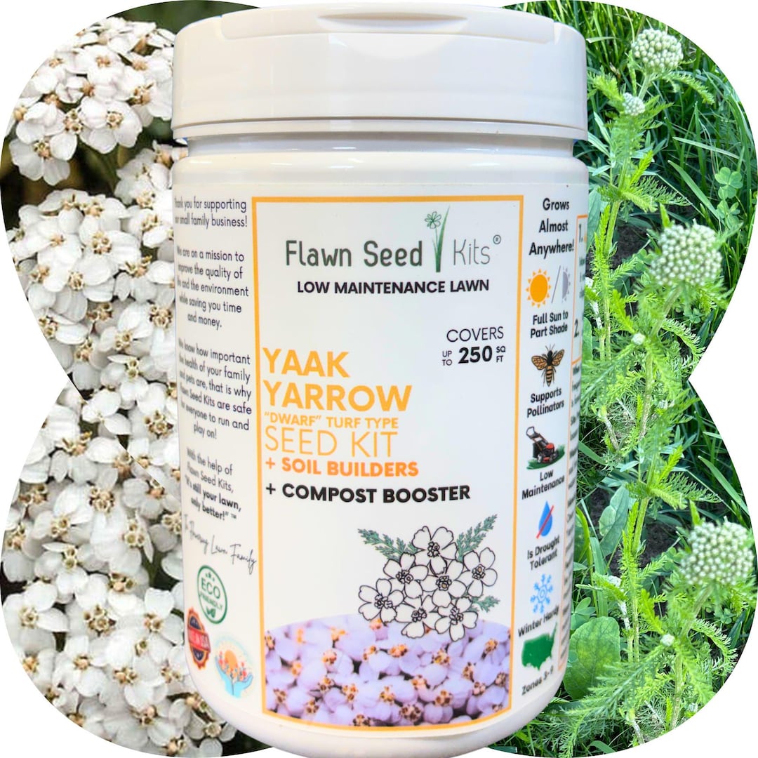 Yaak Yarrow Dwarf Flowering Lawn Seed Shaker: Pollinator Friendly Grass ...