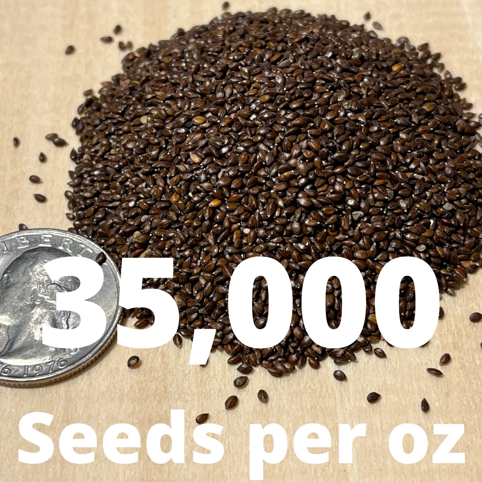 Flawn Seed Self-heal heal-all Flowering Lawn Seed - Etsy