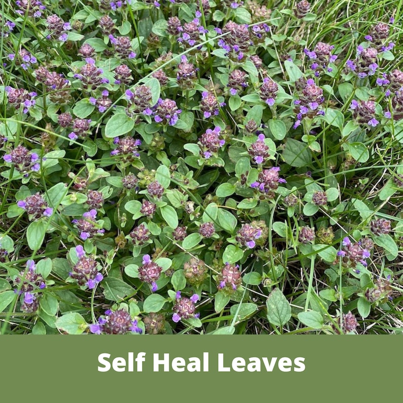 Flawn Seed Self-heal "heal-all" Flowering Lawn Seed - Easy to Use, Kid, Pet, Pollinator & Eco ...