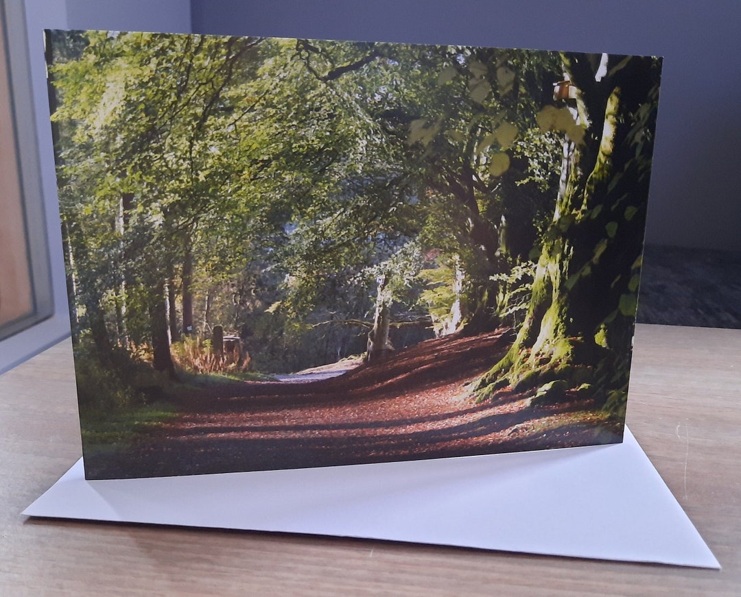 Forest Scenery Blank Greeting Card - Etsy