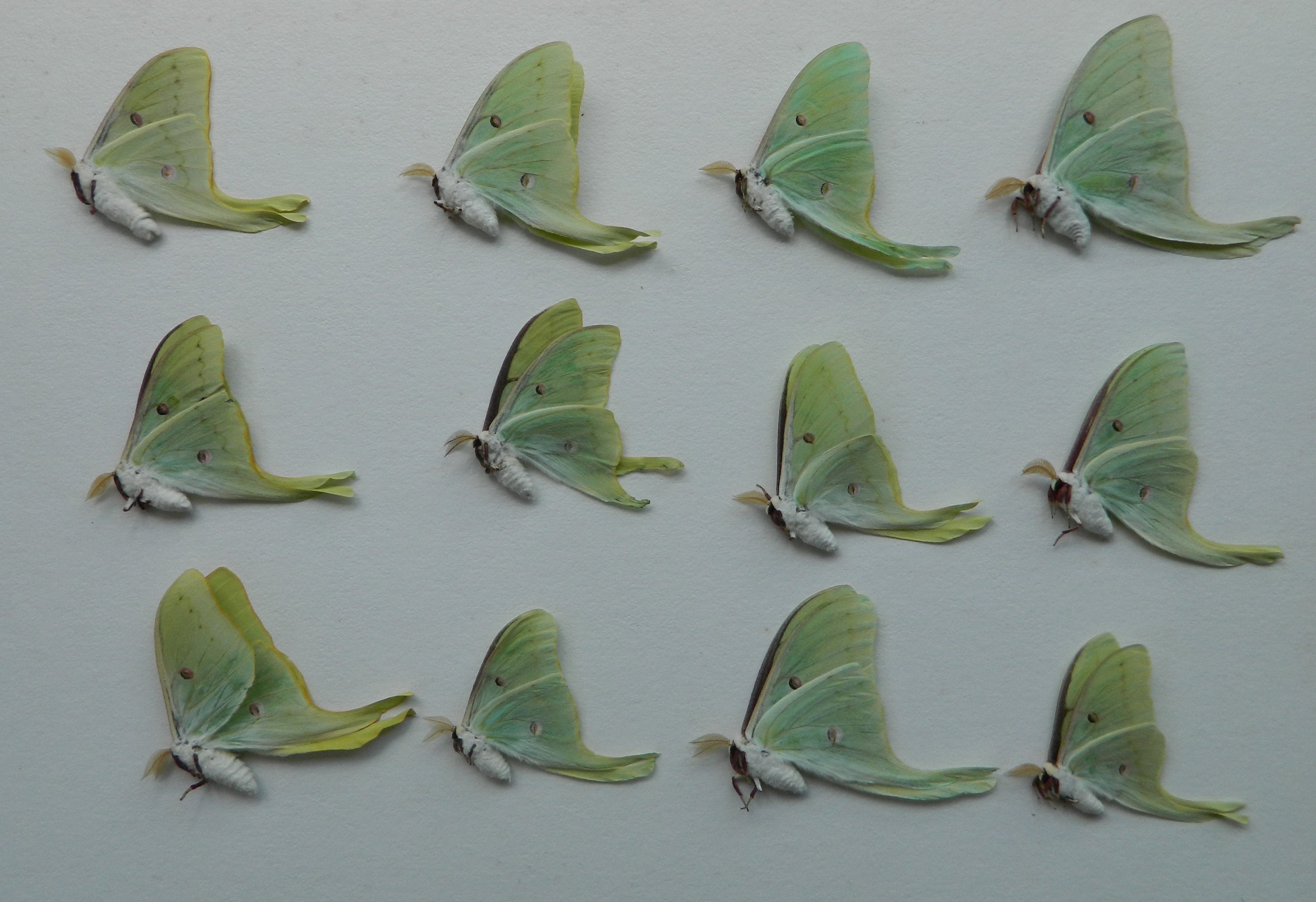 Four (4) Semi-bulk Pack Ex-pupae Luna Moths DIY Unmounted Folded in Wax ...