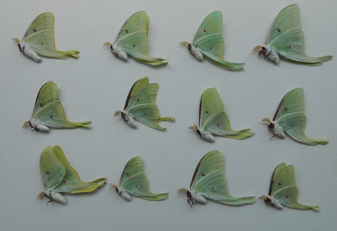 Two Ex-pupae Luna Moths 2024 DIY Unmounted Fold in Wax Paper. - Etsy