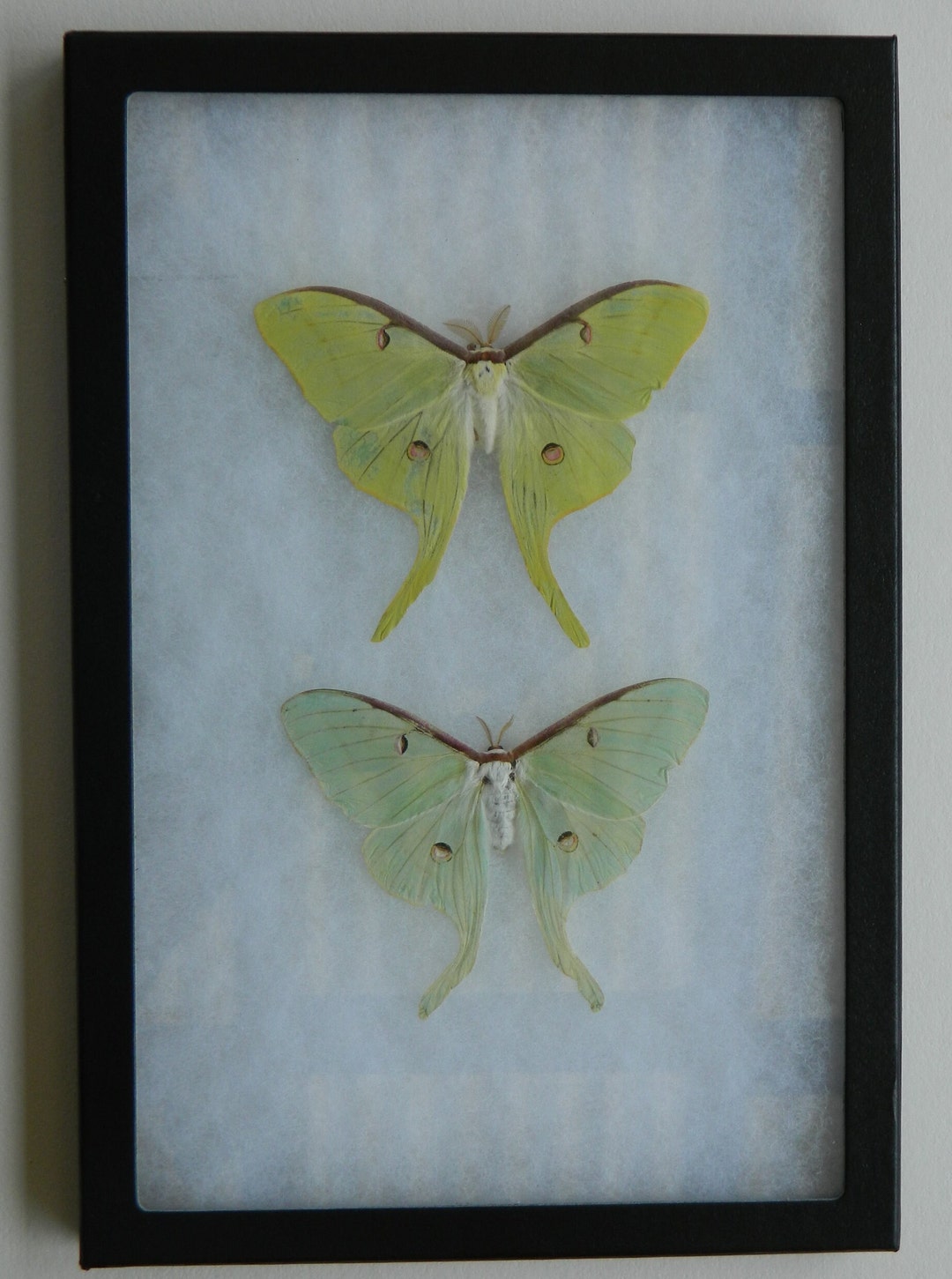 Male and Female Luna Moth A - Etsy