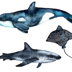 Ocean Animals Watercolor Clipart. Ocean Clipart PNG: Whale, Octopus ...