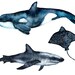 Ocean Animals Watercolor Clipart. Ocean Clipart PNG: Whale, Octopus ...
