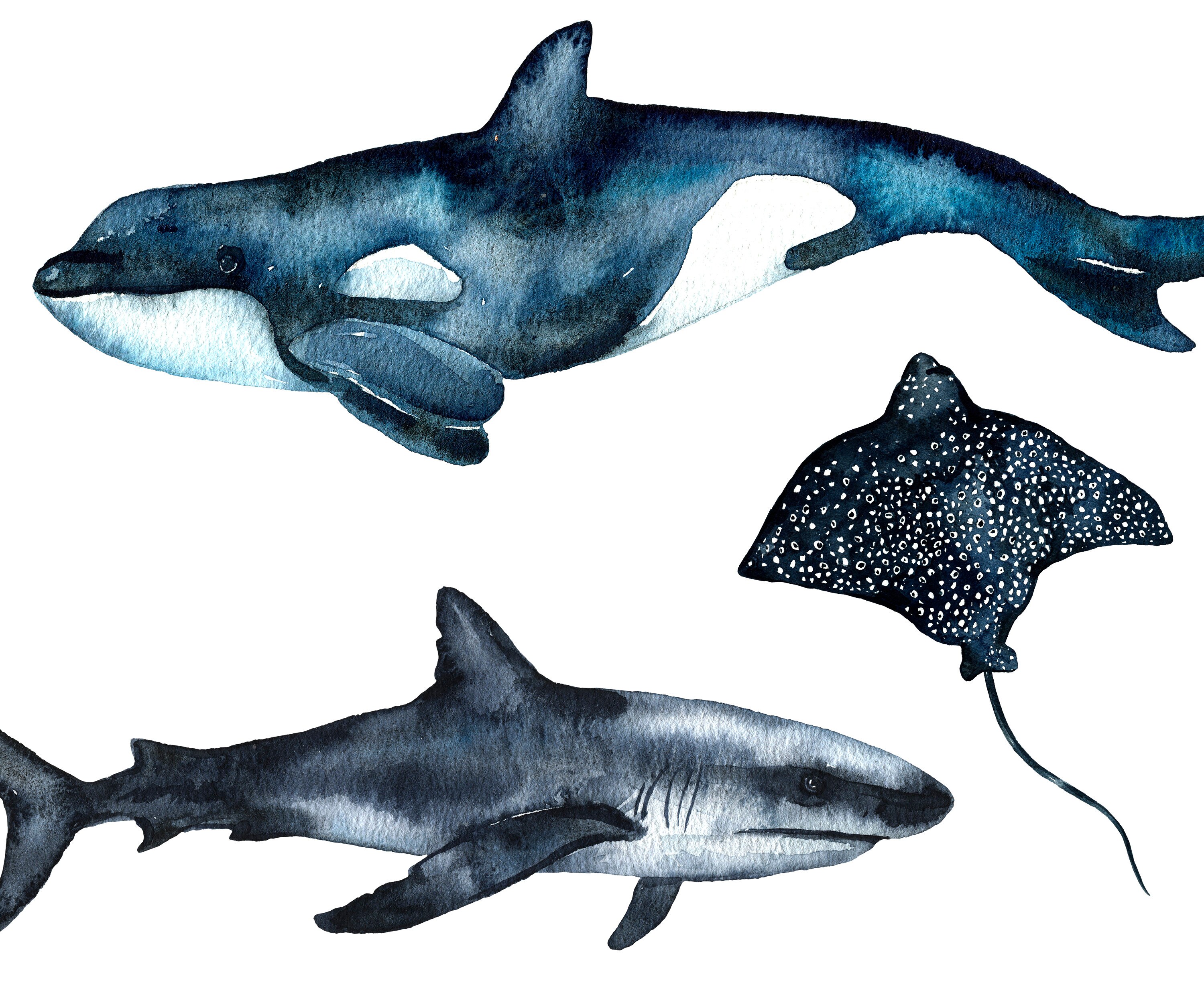 Ocean Animals Watercolor Clipart. Ocean Clipart PNG: Whale, Octopus ...