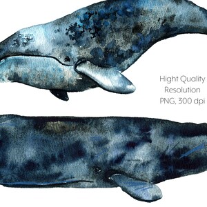 Watercolor Ocean Blue Whale Animals Clipart Png Digital Download - Etsy