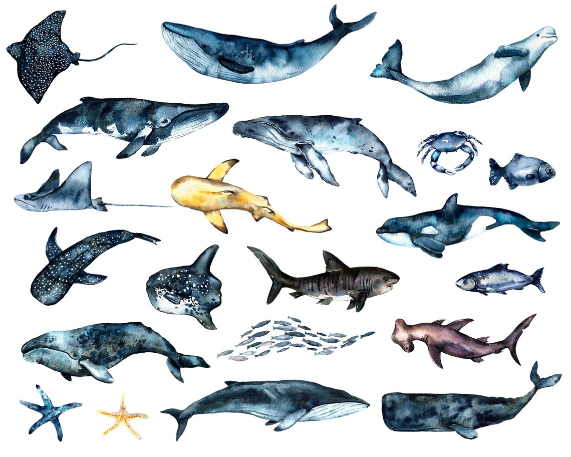Ocean Animals Watercolor Clipart. Ocean Clipart PNG: Whale, Octopus ...