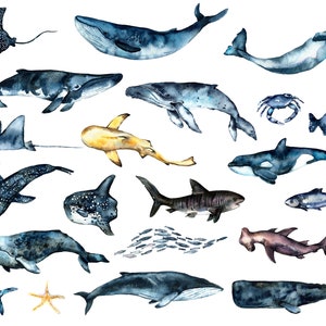 Ocean Animals Watercolor Clipart. Ocean Clipart PNG: Whale, Octopus ...