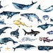Ocean Animals Watercolor Clipart. Ocean Clipart PNG: Whale, Octopus ...