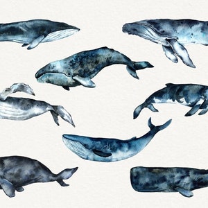 Watercolor Ocean Blue Whale Animals Clipart Png Digital Download - Etsy