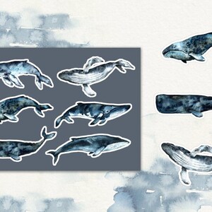 Watercolor Ocean Blue Whale Animals Clipart Png Digital Download - Etsy