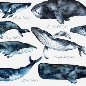 Watercolor Ocean Blue Whale Animals Clipart Png Digital Download - Etsy