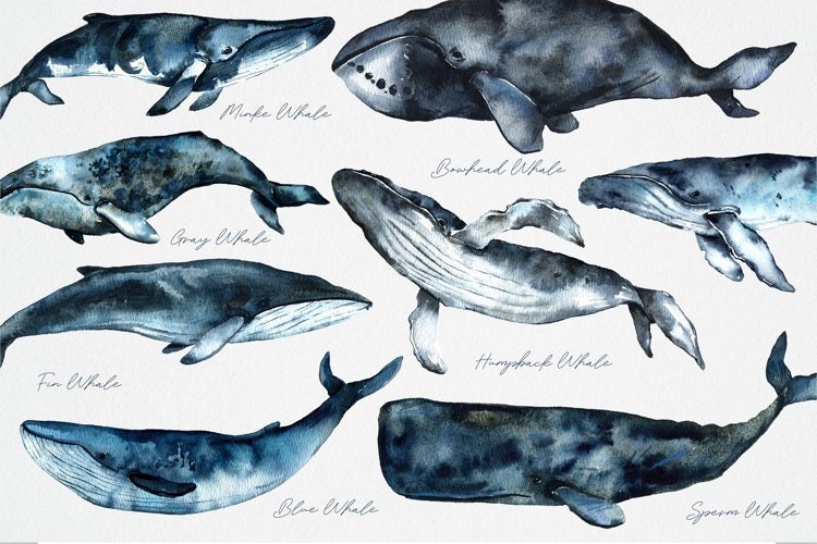 Watercolor Ocean Blue Whale Animals Clipart Png Digital Download - Etsy