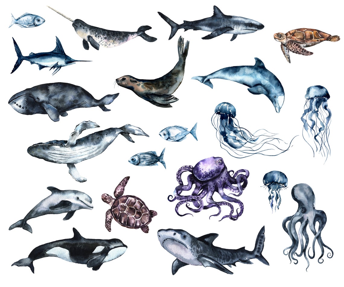 Ocean Animals Watercolor Clipart. Ocean Clipart PNG: Whale, Octopus ...