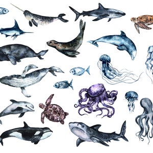 Ocean Animals Watercolor Clipart. Ocean Clipart PNG: Whale, Octopus ...
