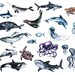 Ocean Animals Watercolor Clipart. Ocean Clipart PNG: Whale, Octopus ...