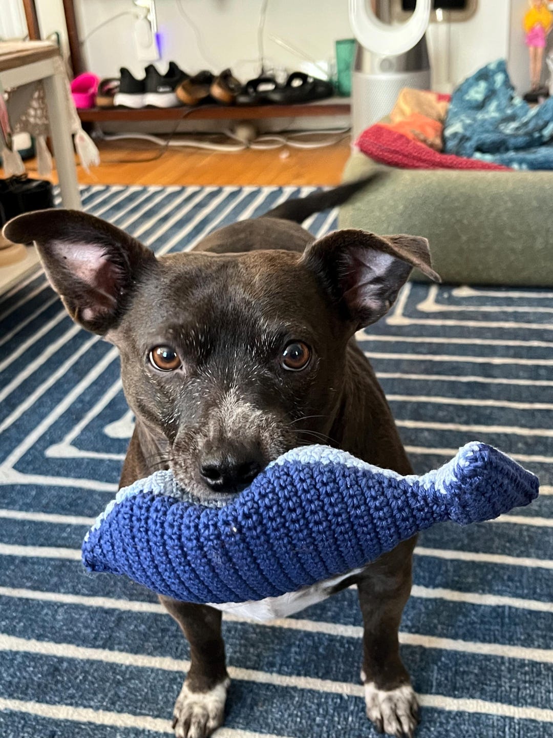 Fish Dog Toy Pattern - Etsy