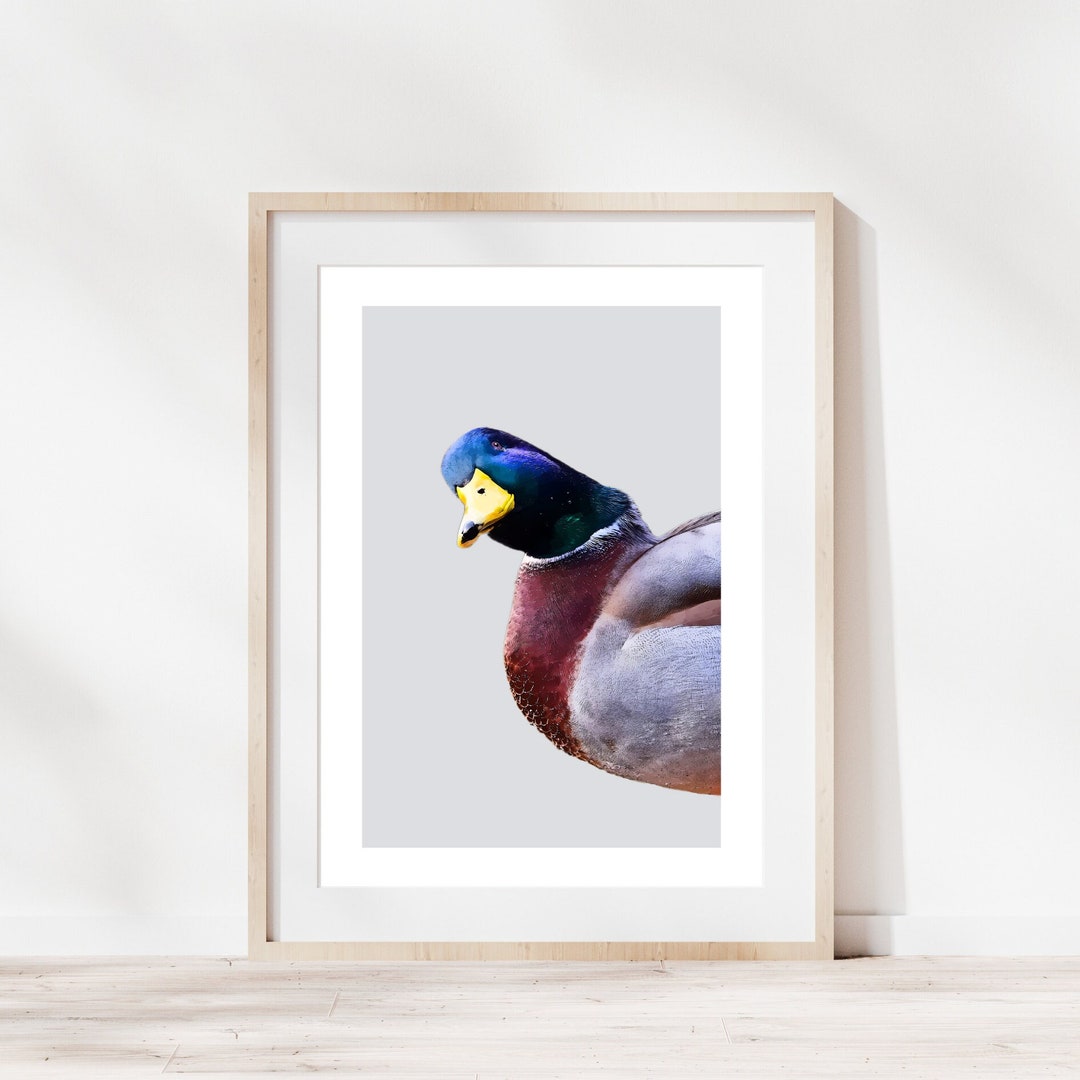 Duck Wall Art Print, Duck Picture, Mallard Duck Print, Duck Poster ...