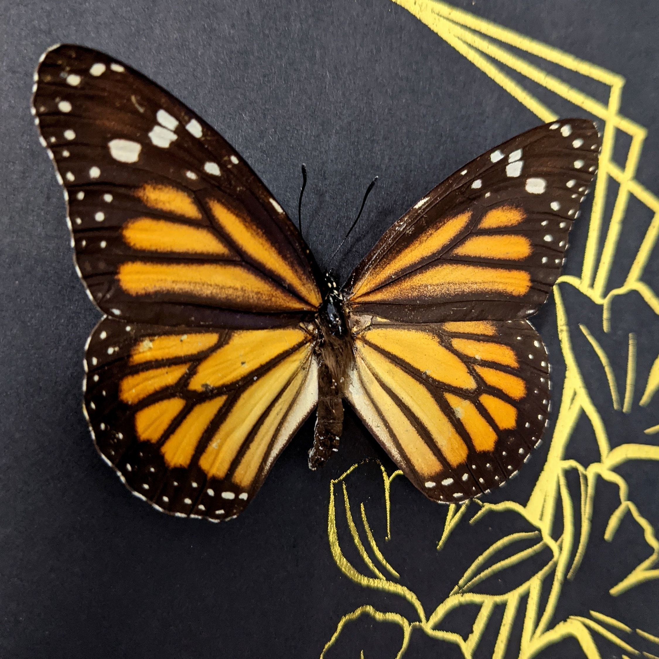 Monarch Butterfly Handmade Real Butterfly Framed Artwork - Etsy