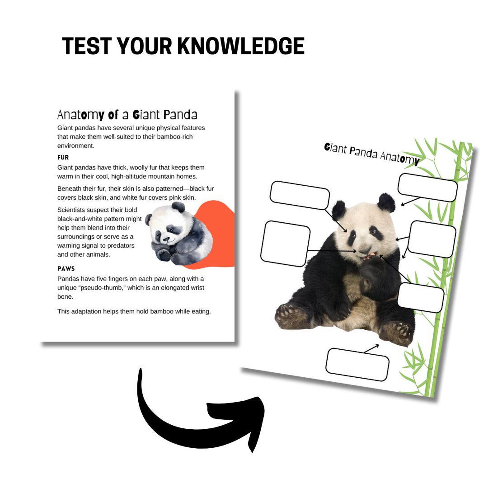 Giant Panda Homeschool Study Unit | Digital Download Curriculum - Etsy