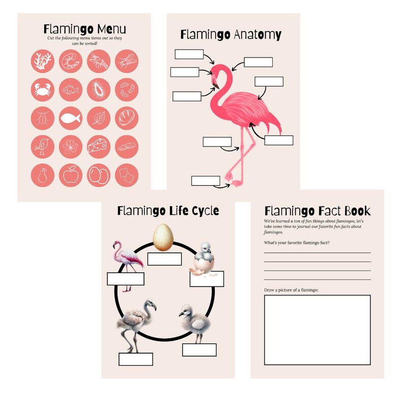 Flamingo Homeschool Study Unit | Digital Download Curriculum - Etsy