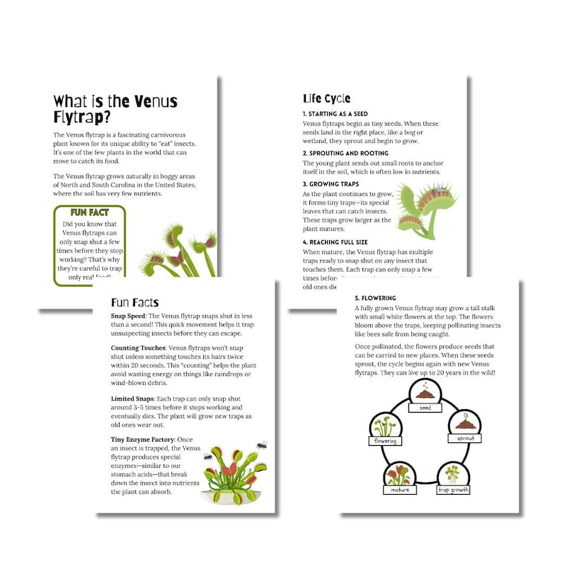 Mini Venus Fly Trap Plant Homeschool Study Unit | Digital Download ...