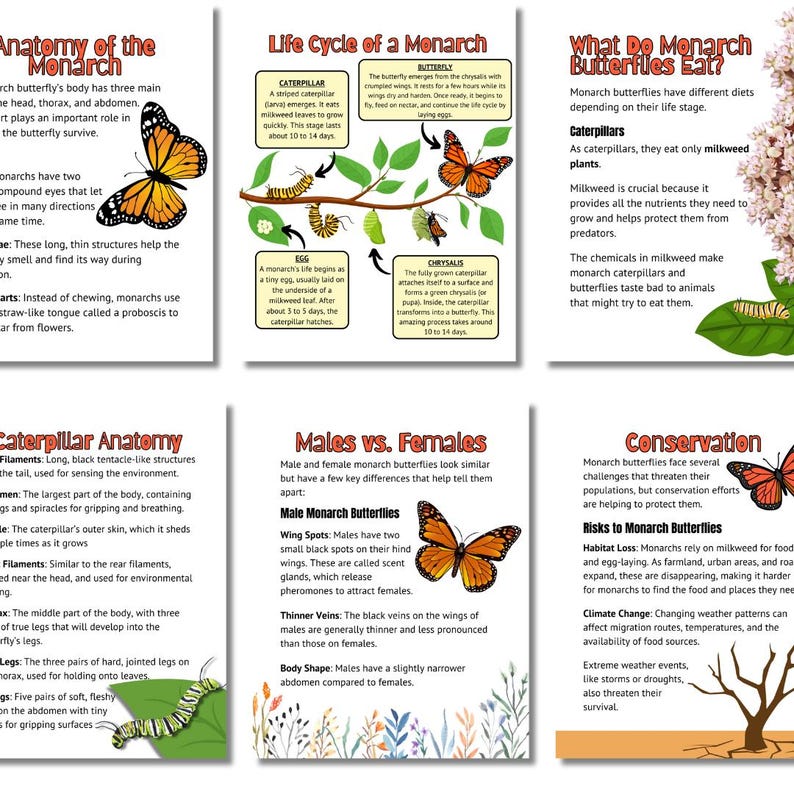 Monarch Butterflies Homeschool Mini Study Unit | Digital Download ...