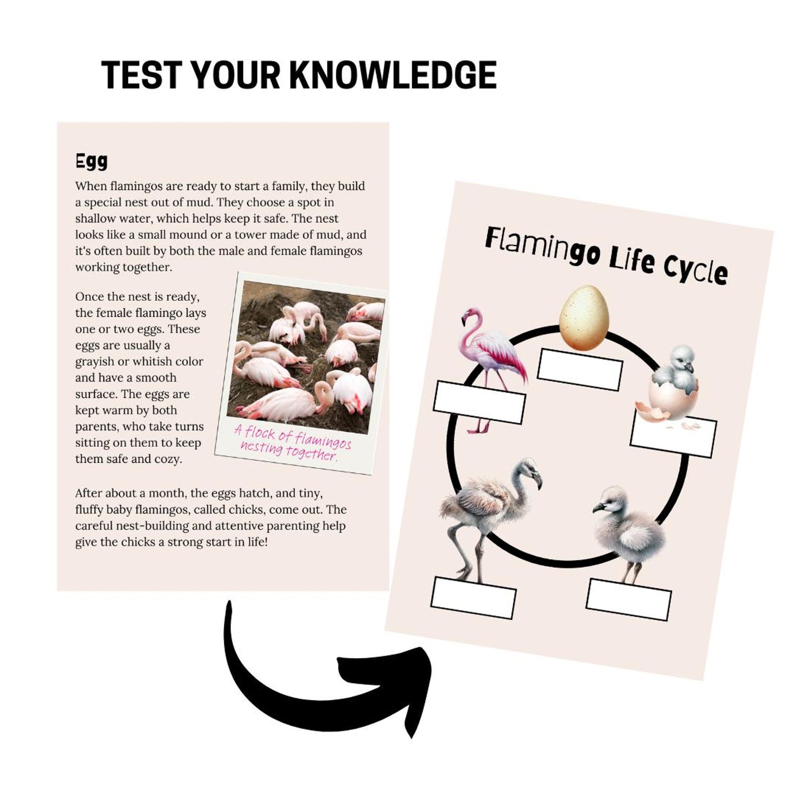 Flamingo Homeschool Study Unit | Digital Download Curriculum - Etsy