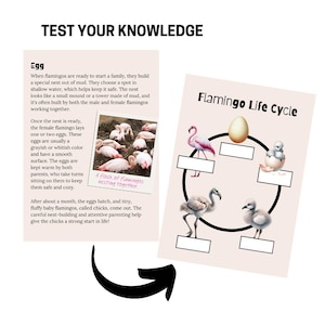 Flamingo Homeschool Study Unit | Digital Download Curriculum - Etsy