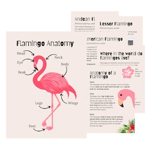 Flamingo Homeschool Study Unit | Digital Download Curriculum - Etsy