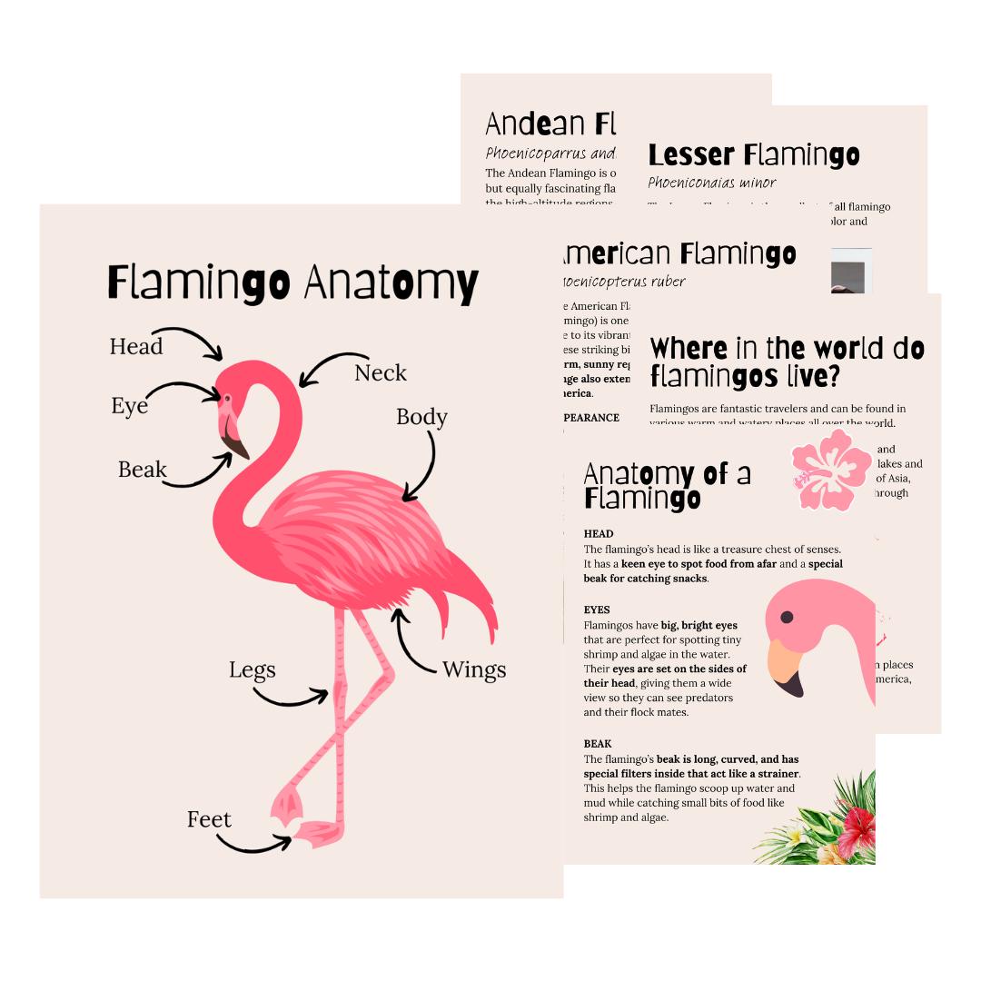Flamingo Homeschool Study Unit | Digital Download Curriculum - Etsy