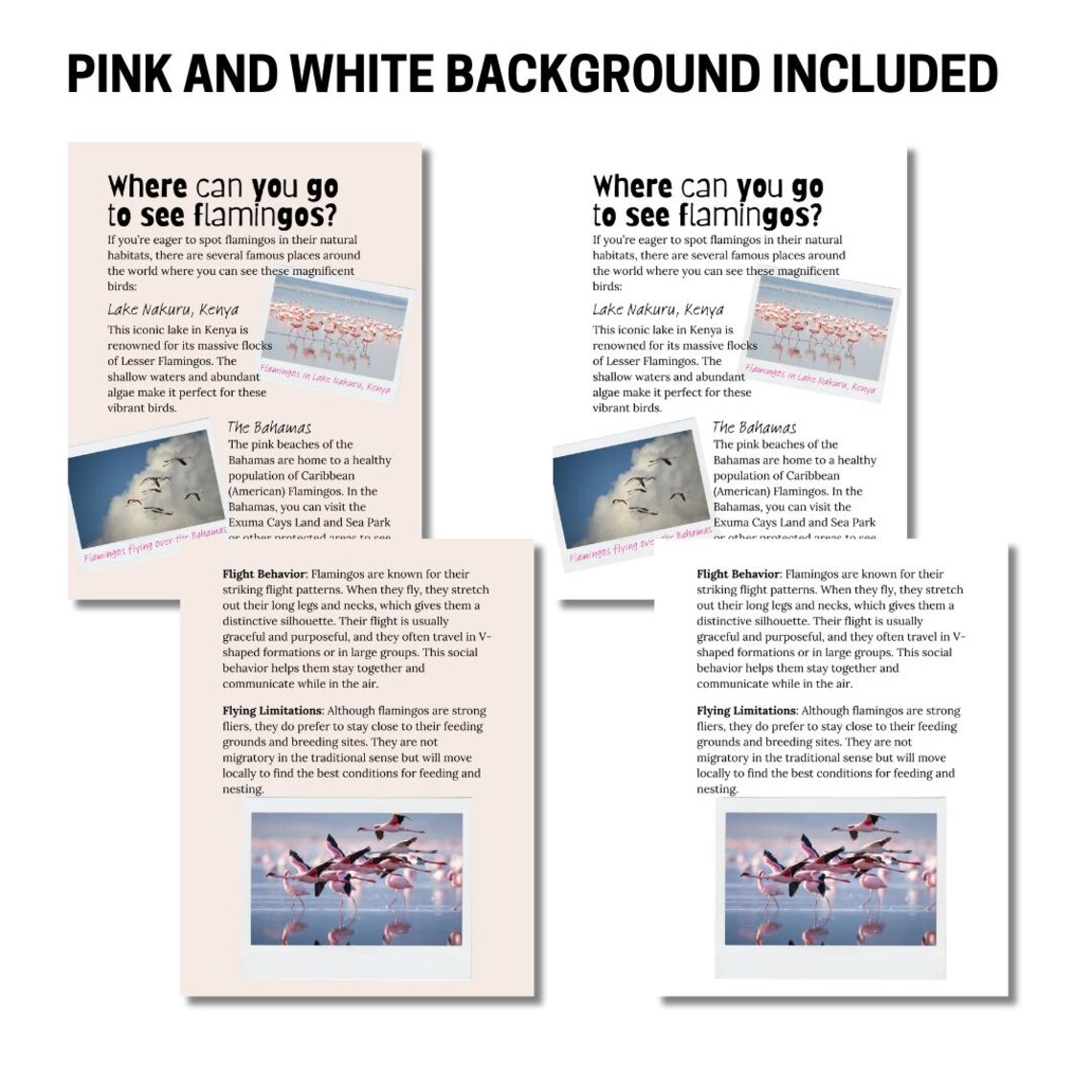 Flamingo Homeschool Study Unit | Digital Download Curriculum - Etsy