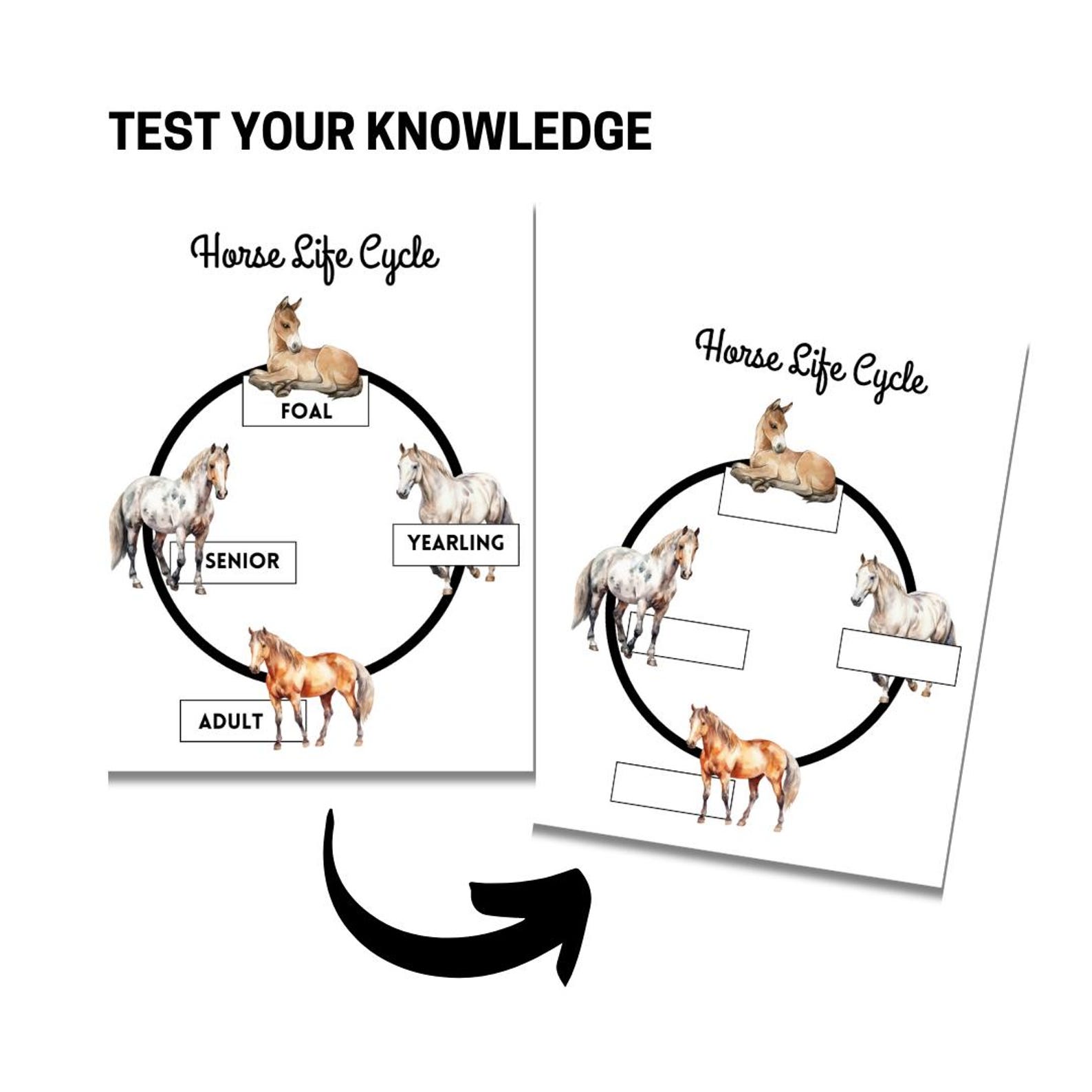 Horses Homeschool Study Unit | Digital Download Curriculum - Etsy