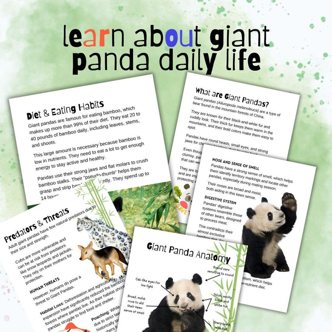 Giant Panda Homeschool Study Unit | Digital Download Curriculum - Etsy