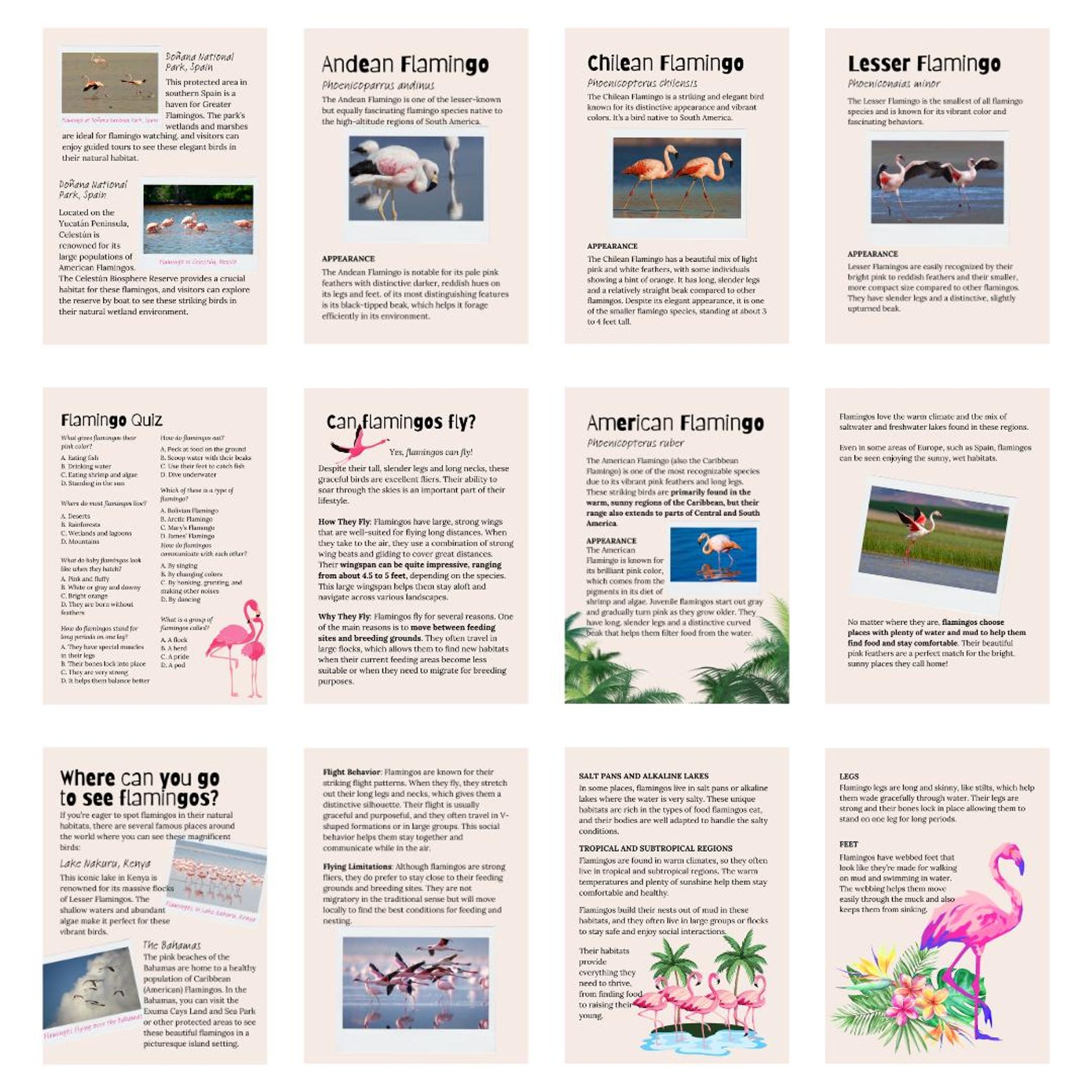 Flamingo Homeschool Study Unit | Digital Download Curriculum - Etsy