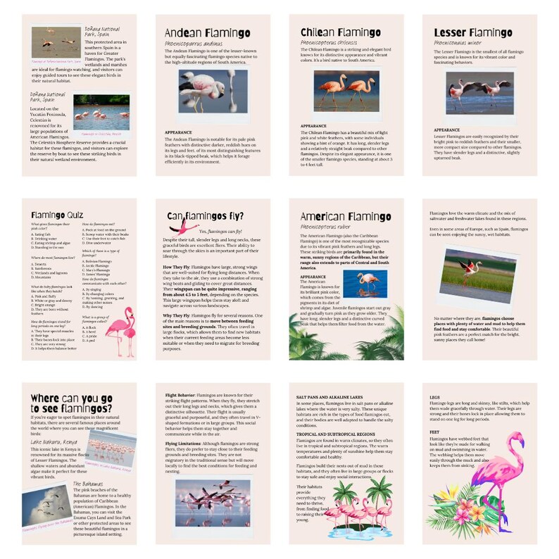 Flamingo Homeschool Study Unit | Digital Download Curriculum - Etsy